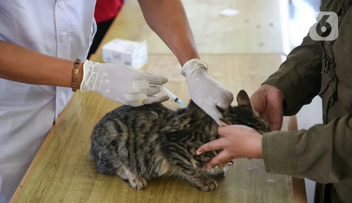 FOTO: Pemberian Vaksin Anti Rabies Gratis untuk Hewan Peliharaan - Foto ...