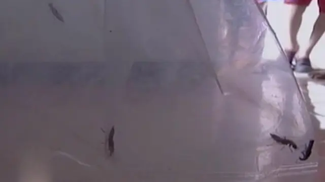 Turis Australia Digigit Tomcat Saat Liburan di Bali, Kulit Melepuh dan ...