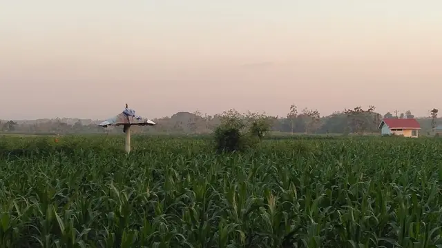 Misteri Punden Nyai Rondo Kuning dan Asal Mula Desa Semampir - Regional ...