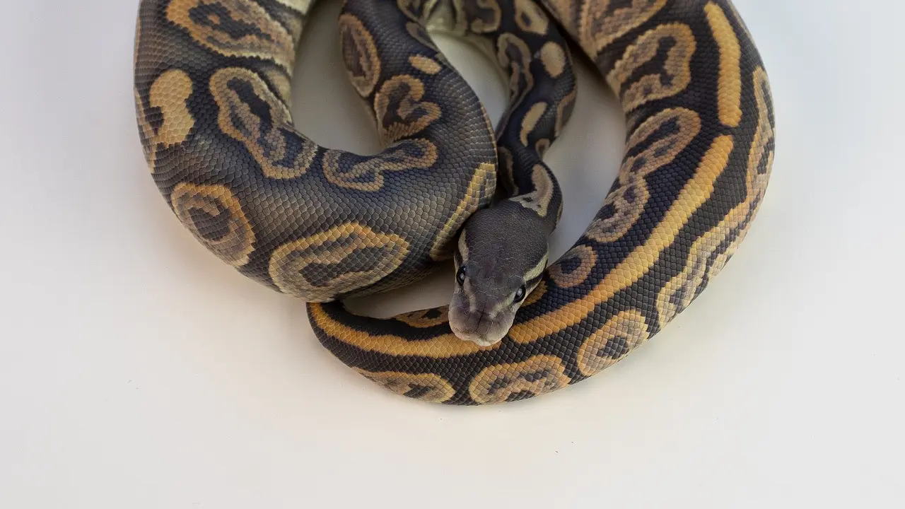 Spesies Ular Terbesar di Dunia Ditemukan di Hutan Hujan Amazon ...