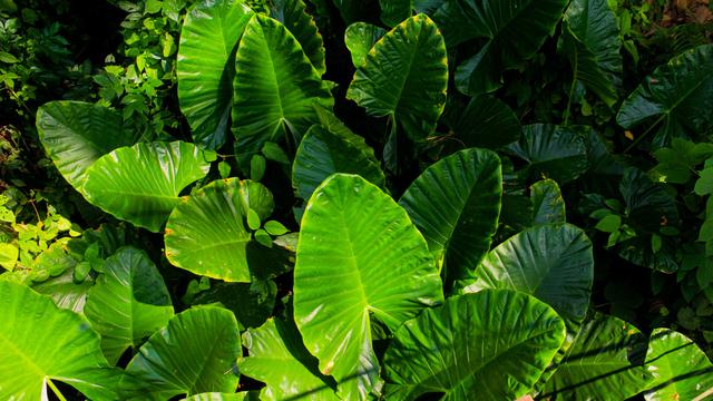 5 Cara Menghilangkan Gatal pada Batang Talas atau Lompong - Food Fimela.com