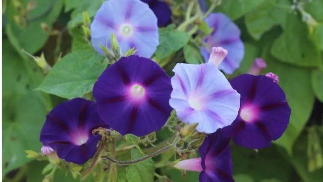 6 Cara Menanam Bunga Morning Glory untuk Taman Memukau, Cocok untuk Pemula