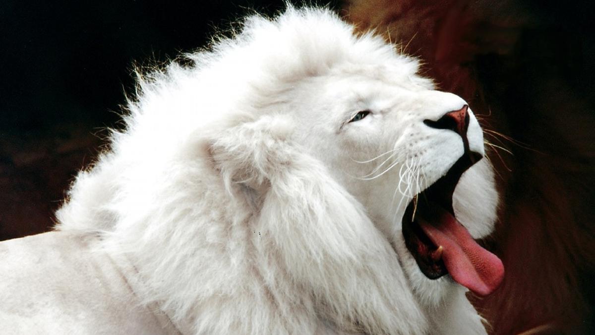 Ternyata 3 Jenis Hewan Ini pun Ada yang Albino