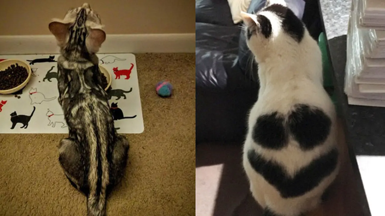 Kucing-Kucing dengan Warna dan Pola Bulu yang Unik, Mana yang Kamu Suka ...