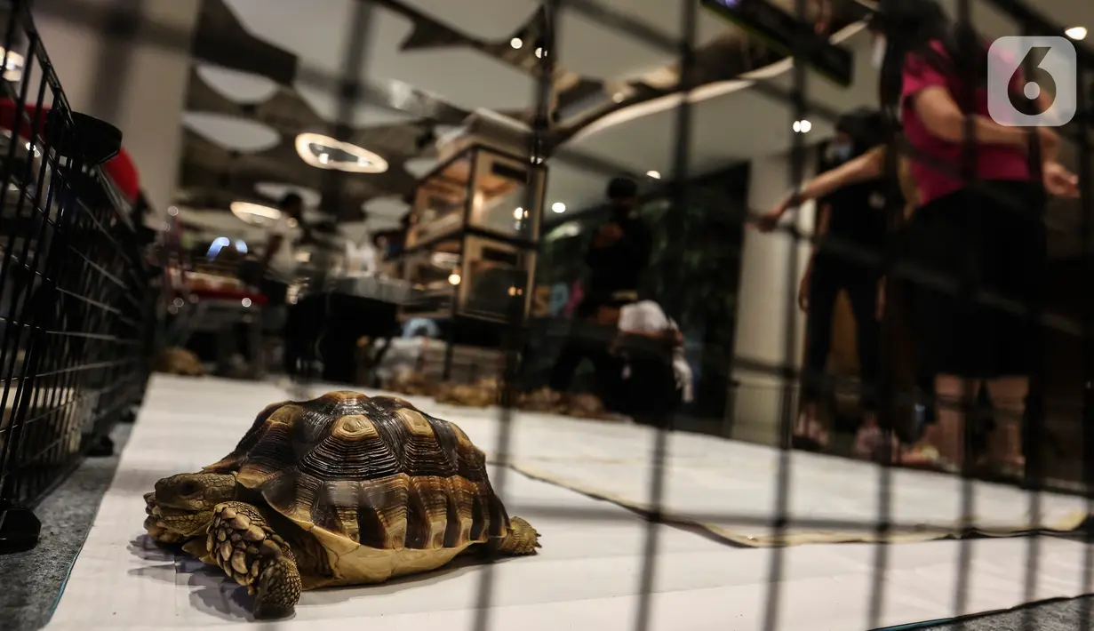 FOTO: Berkenalan dengan Aneka Reptil di Senayan Park - Foto Liputan6.com