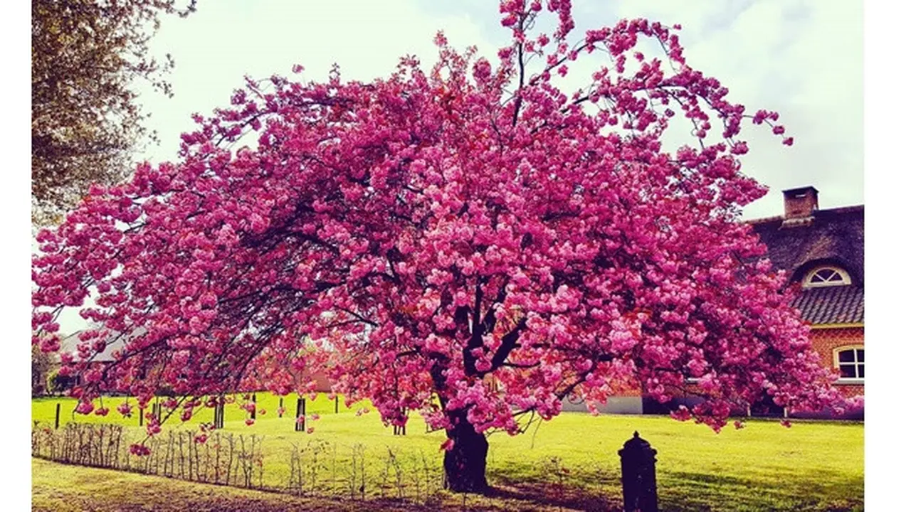 7 Pohon dengan Daun Warna Warni Ini Layaknya di Negeri Dongeng - Hot ...