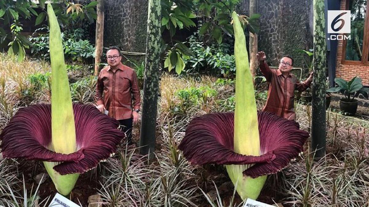 Bunga Bangkai Raksasa Mekar di Rumah Rhenald Kasali - News Liputan6.com