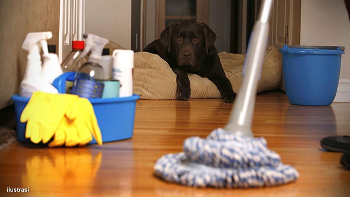 Rumah Bersih Hanya dalam 10 Menit - Health Liputan6.com
