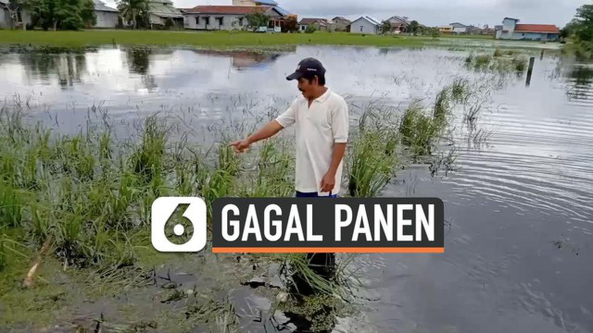 VIDEO: Ratusan Hektare Padi Gagal Panen Lantaran Terendam Banjir - Regional Liputan6.com