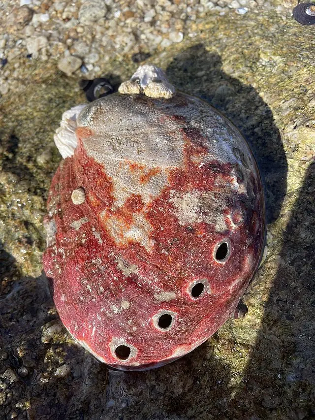 Abalon adalah Kerang Laut Lezat yang Kaya Manfaat, Ini Cara Budidayanya ...