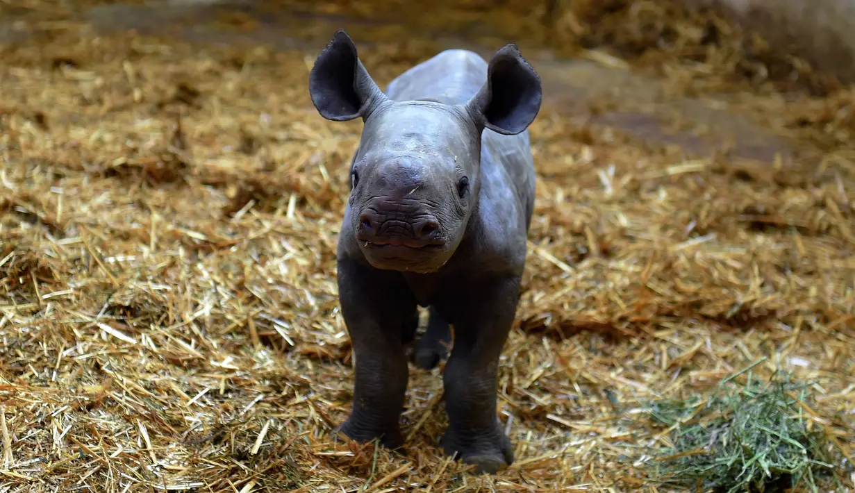 FOTO: Terancam Punah, Bayi Badak Hitam Lahir di Prancis - Foto Liputan6.com