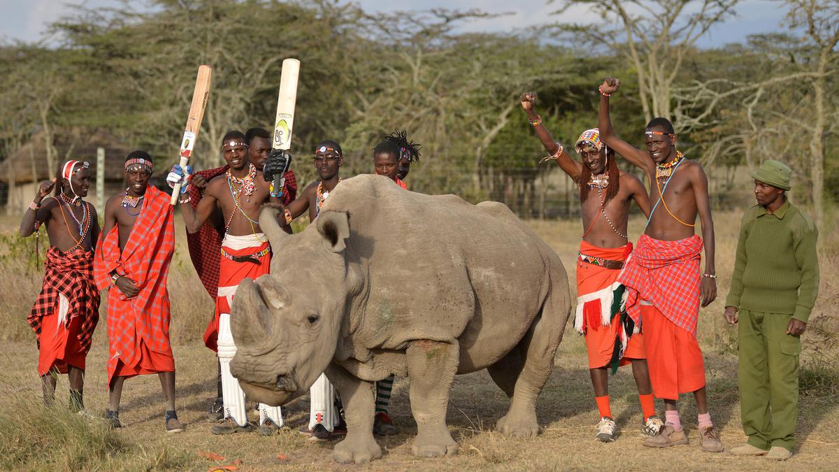 FOTO: Punah, Badak Putih Jantan Terakhir di Dunia Mati - Foto Liputan6.com
