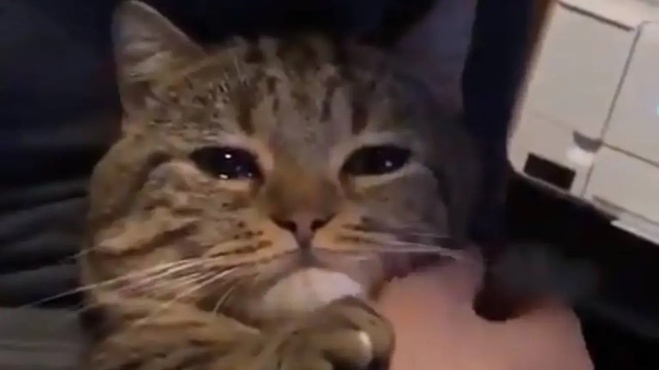 10 Potret Kucing Pasang Muka Melas Ini Bikin Kasihan - Hot Liputan6.com