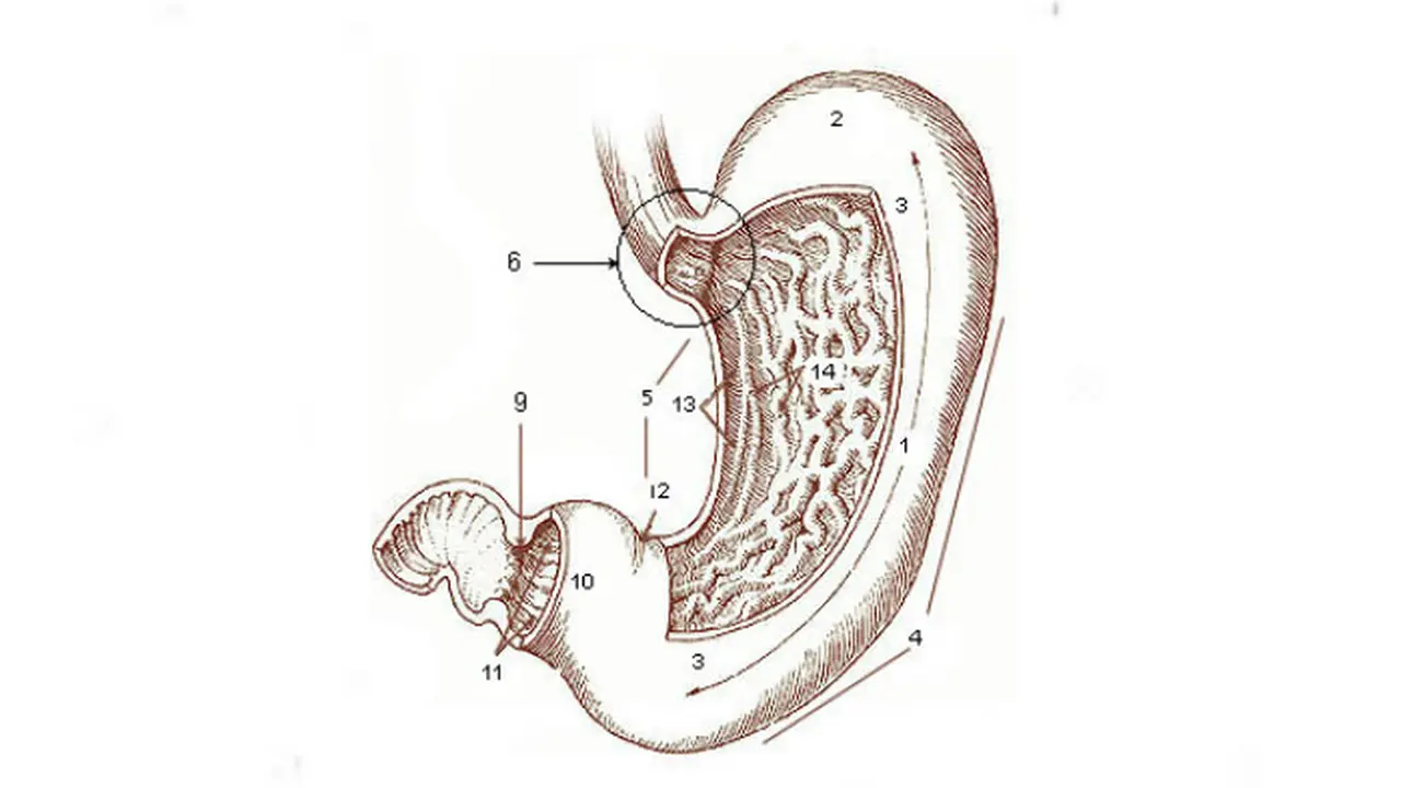 Lambung Menghasilkan Asam Lambung yang Berfungsi Untuk? Ini ...