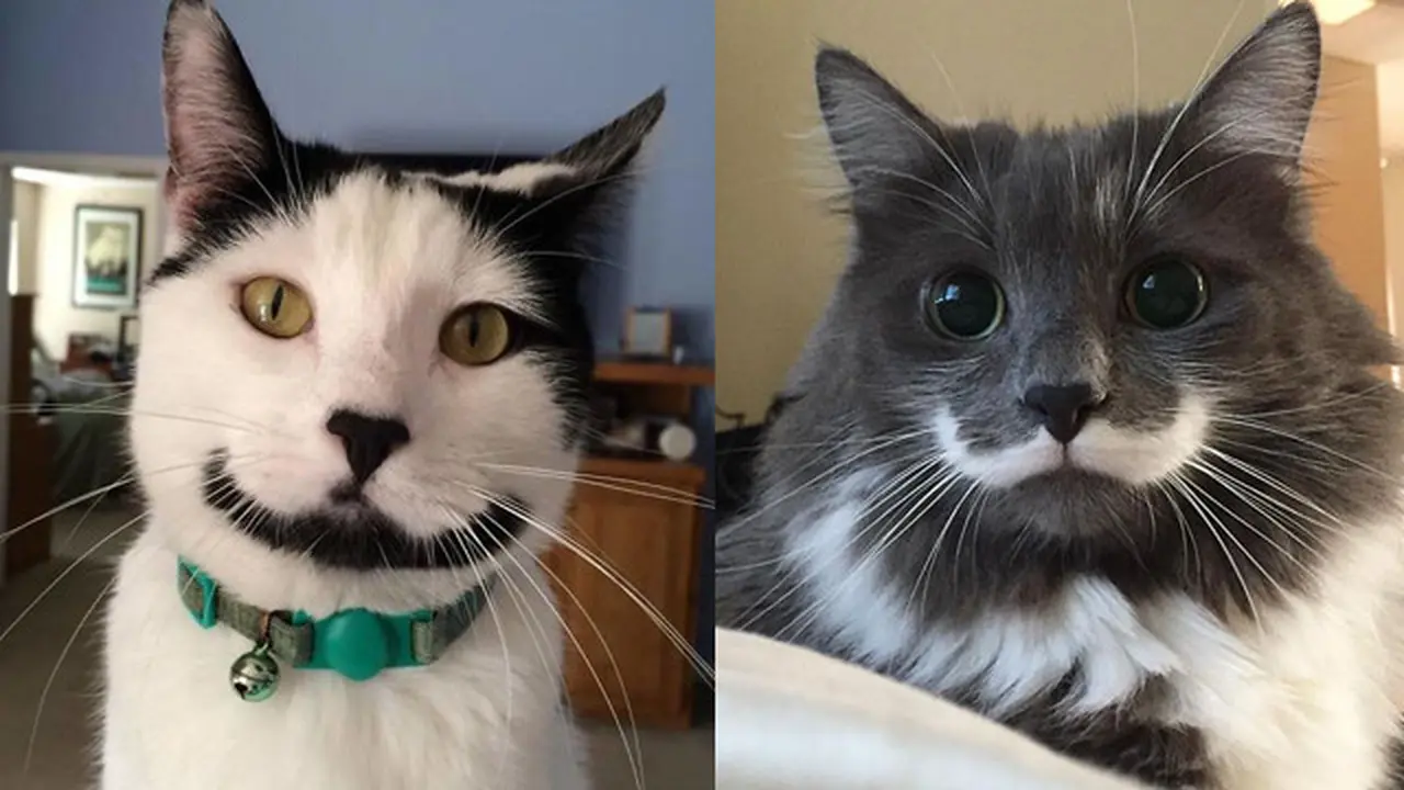 Kucing-Kucing dengan Warna dan Pola Bulu yang Unik, Mana yang Kamu Suka ...