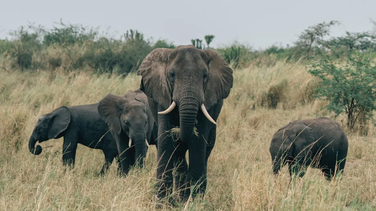6 Fakta Menarik Uganda, Negara yang Dijuluki Mutiara Afrika