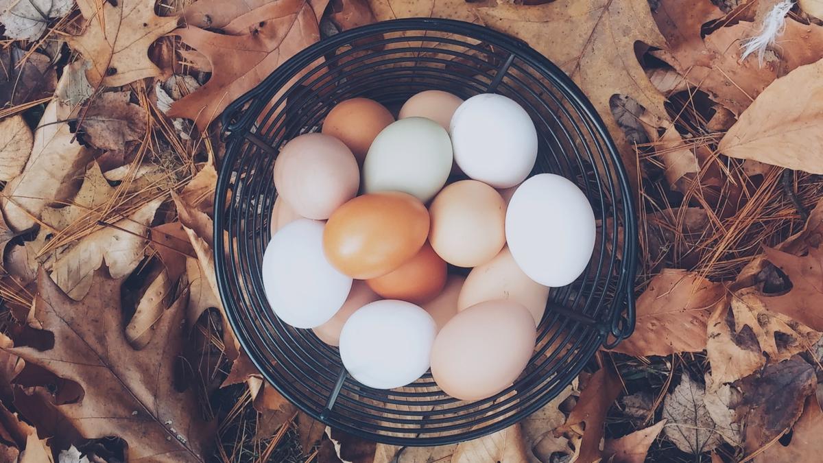 Cara membedakan telur ayam ras, ayam kampung dan bebek