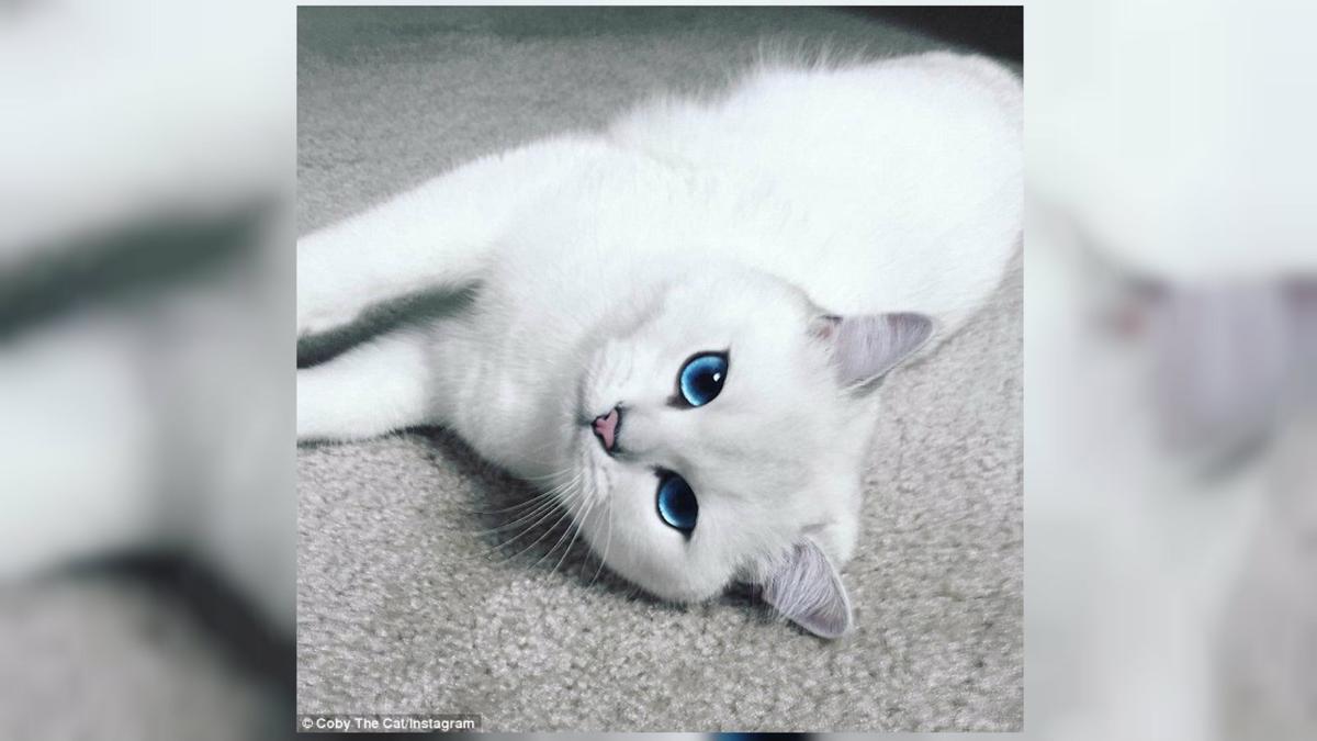 Kucing Ganteng Ini Buat Gempar Dunia Maya - Global Liputan6.com