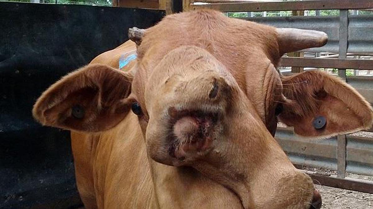 Sapi Berwajah Dua Hebohkan Pengunjung Lelang Ternak - Global Liputan6.com