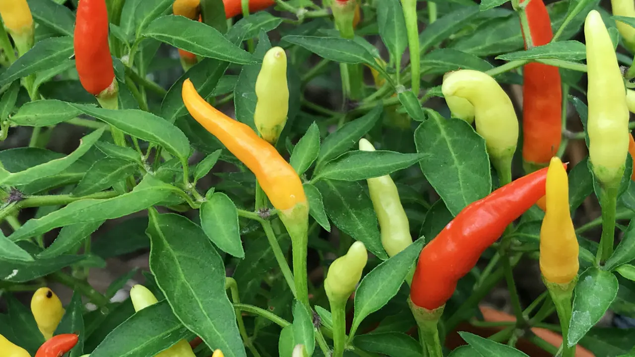 Cara Menanam Cabe Rawit Di Polybag, Praktis Tak Perlu Banyak Ruang ...