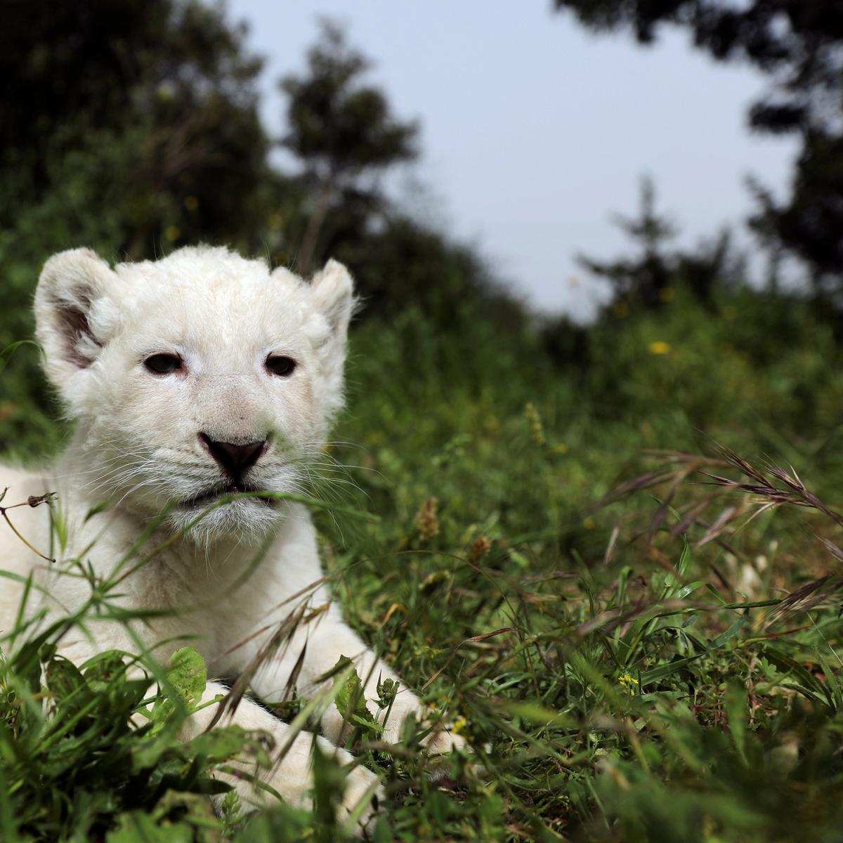 wallpaper singa putih