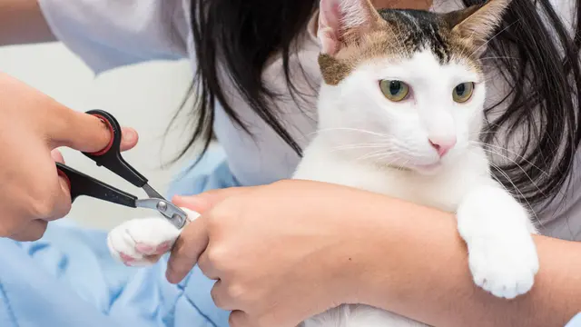 Step by Step Memotong Kuku Kucing Secara Aman dan Mudah - Lifestyle ...