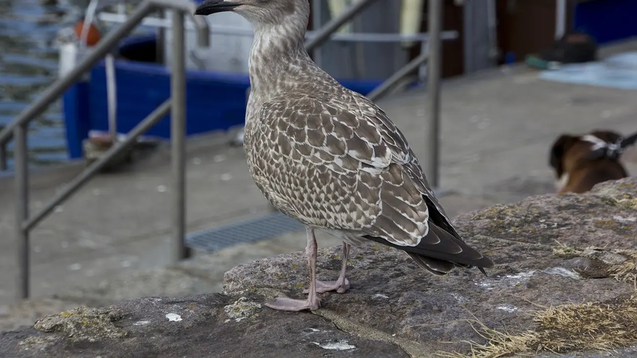 6 Hewan dengan Jarak Migrasi Paling Jauh di Dunia, Ada yang 71 Ribu ...