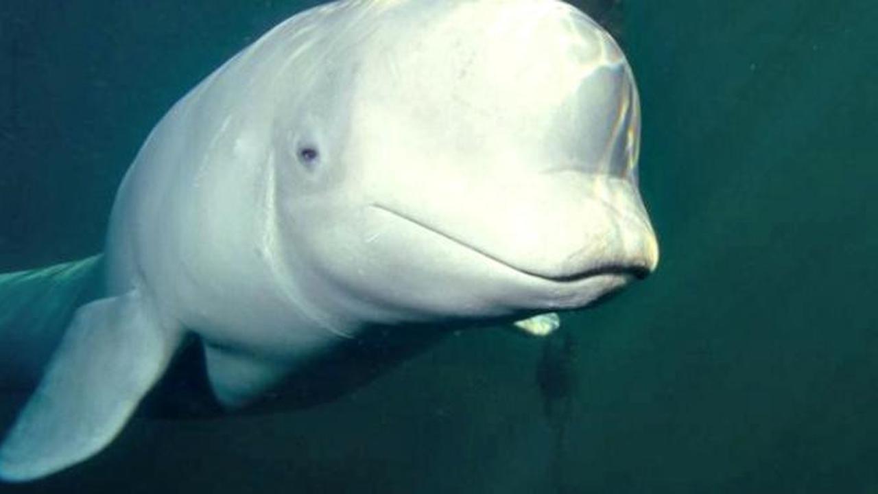 10 Fakta Menarik Paus Beluga, Sang Kenari Laut Arktik yang Memukau