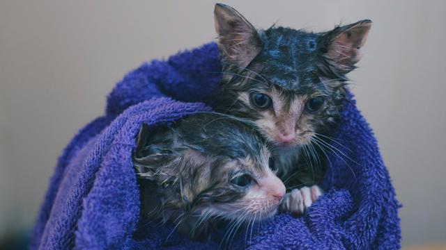 6 Cara Mengusir Kucing Liar agar Tidak Masuk Rumah, Ada Kopi hingga ...