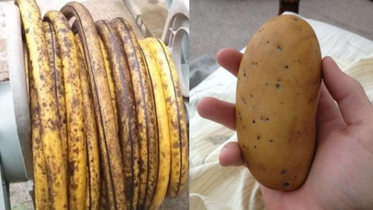 6 Godaan Puasa Barang Mirip Buah dan Sayur Ini Bikin Kucek Mata - Hot ...