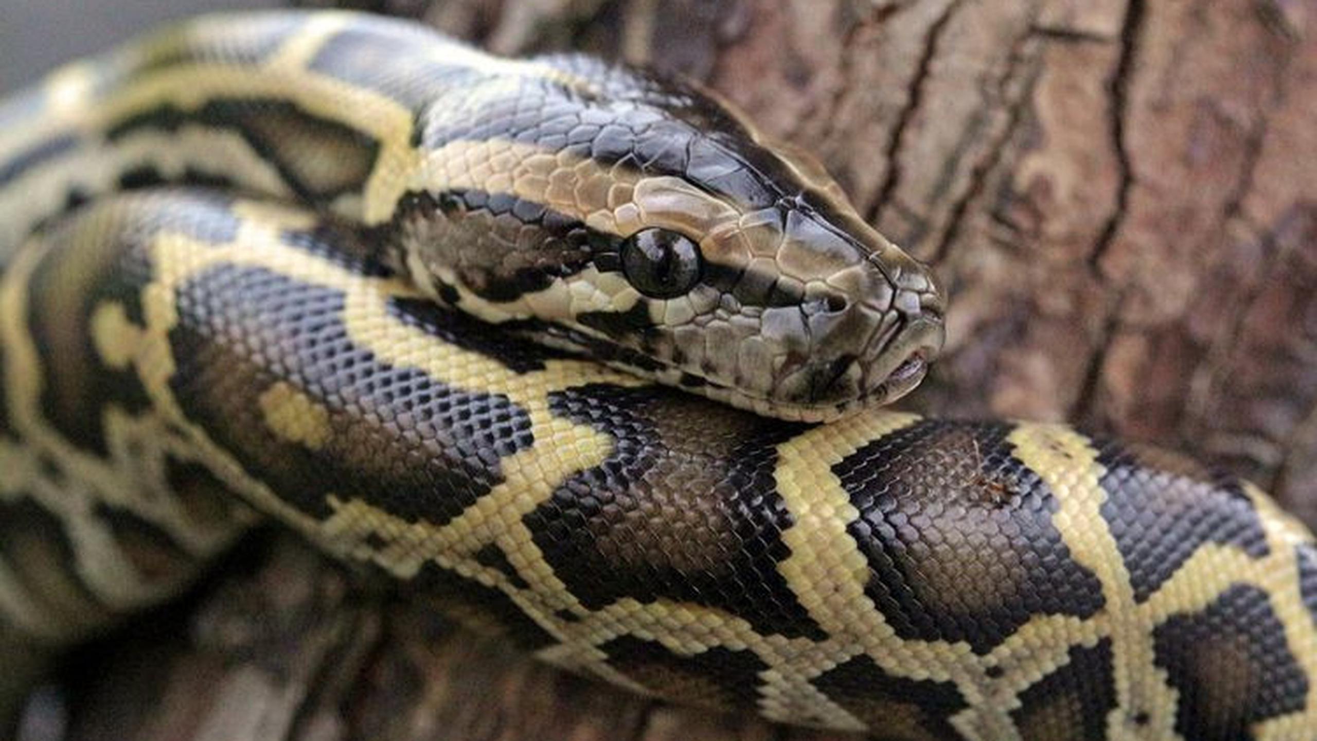 Sering Tertukar, Ini Perbedaan Ular Piton dan Ular Sanca yang Perlu ...