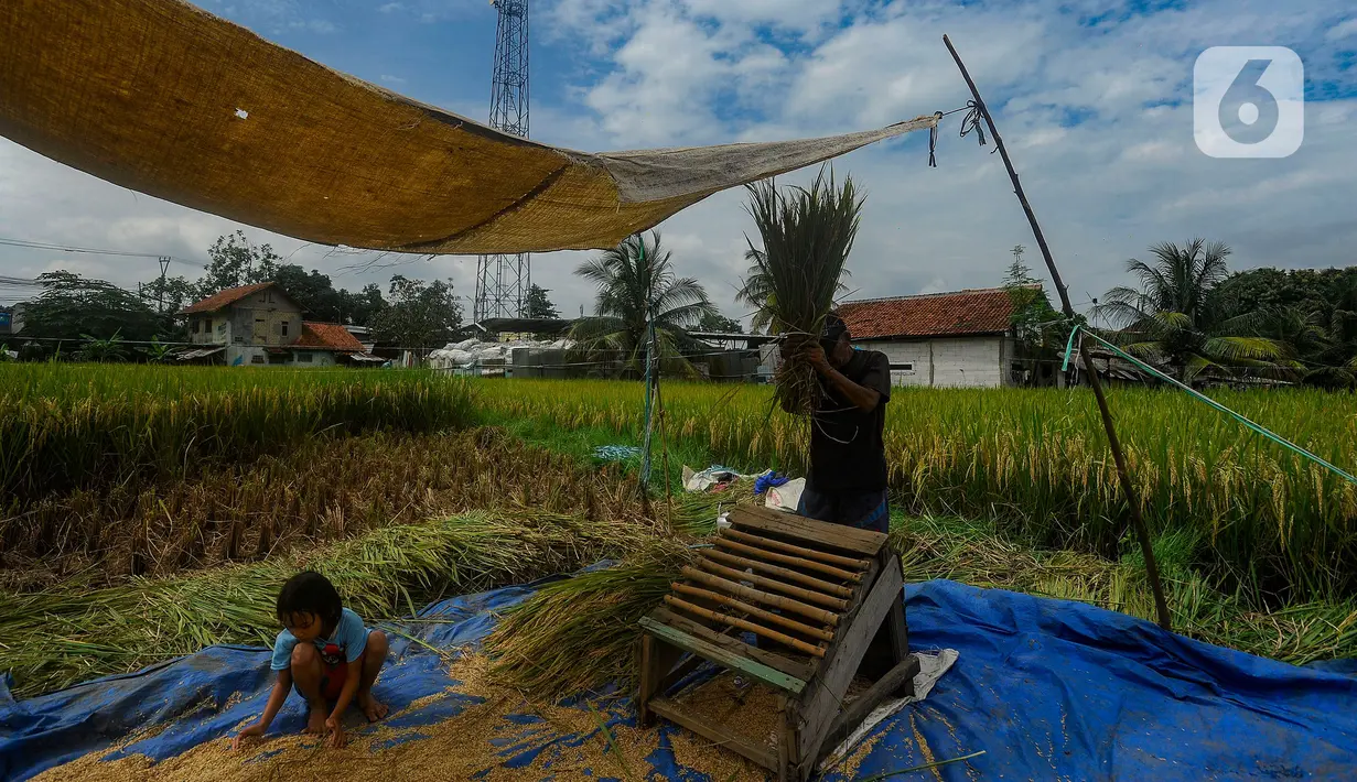 Harga Gabah Kering Panen di Bogor Alami Kenaikan - Foto Liputan6.com