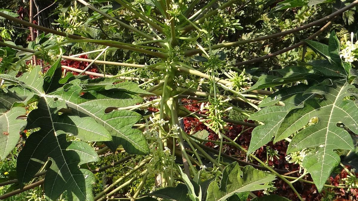 Manfaat Bunga Pepaya bagi Kesehatan, Abaikan Rasa Pahitnya