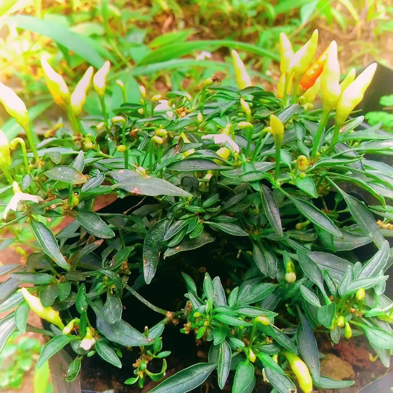 6 Jenis Cabai Khas Indonesia, Cek Karakteristik dan Fungsinya ...