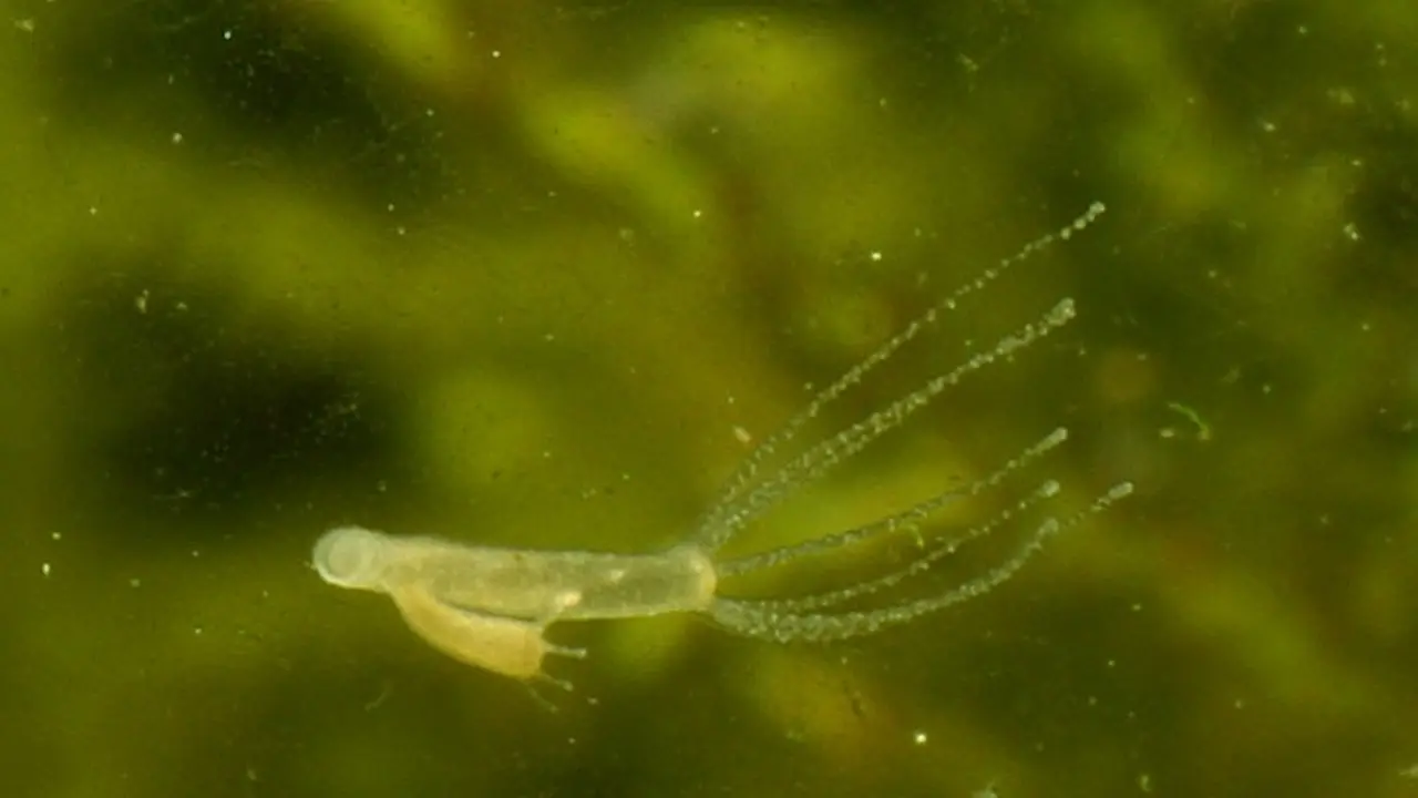 Hydra Berkembang Biak dengan Cara? Simak Penjelasannya - Hot Liputan6.com