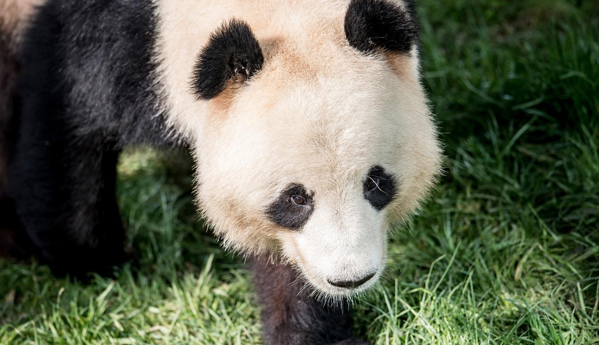 FOTO: Kebun Binatang Kopenhagen Kedatangan 2 Panda Lucu dari China ...