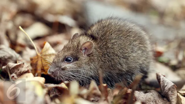7 Jenis Tikus yang Sering Berkeliaran di Rumah, Ketahui Habitat dan ...
