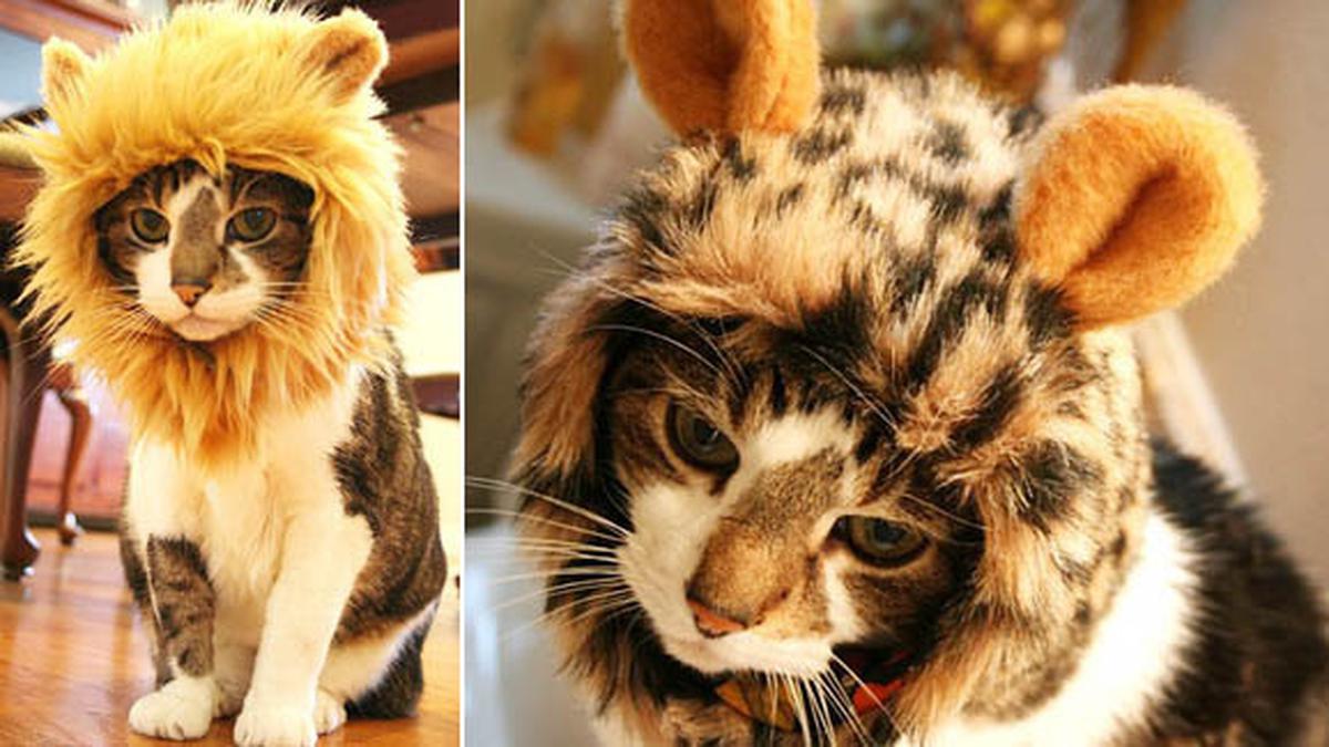 Lucunya Kucing-Kucing Yang Didandani Jadi Singa - Lifestyle Fimela.com