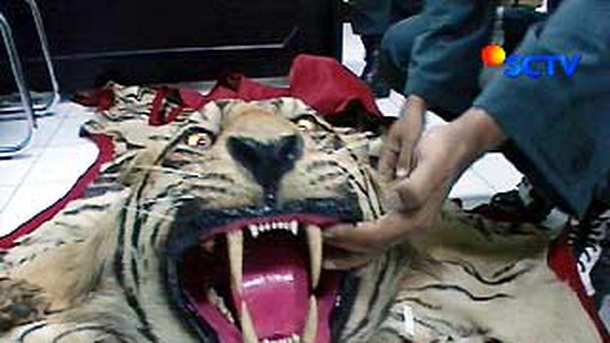 Karpet dari Kulit Harimau Sumatra Disita