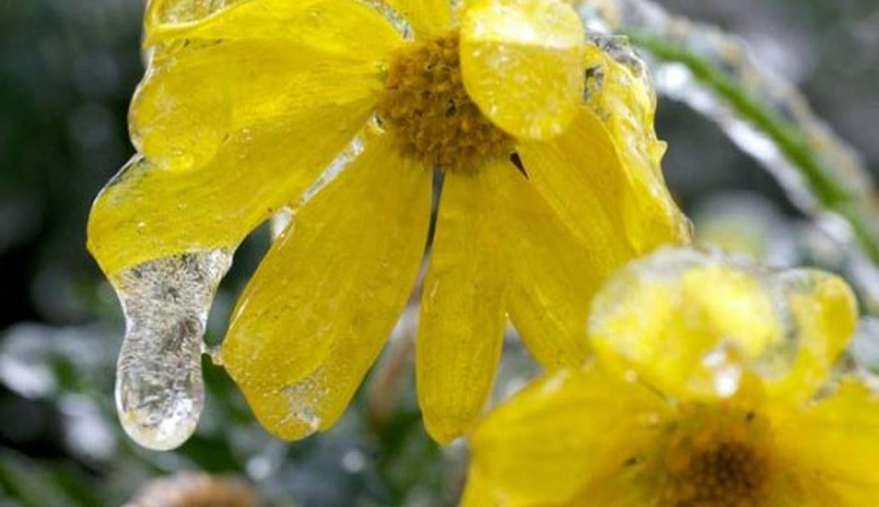 Indahnya Badai Salju Membekukan Bunga-Bunga Cantik Ini - Photo Fimela.com