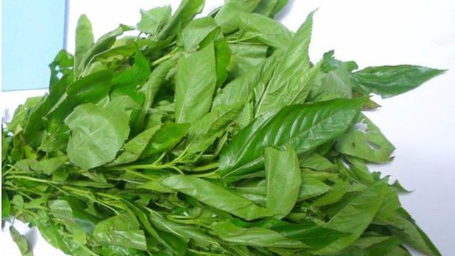 Konsumsi Daun Rami, Dapatkan Manfaatnya yang Mengagumkan - Citizen6 ...