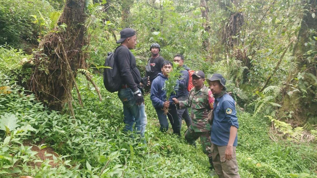 Ladang Ganja Terungkap di Bromo Tengger Semeru, Kemenhut Sebut Kasus Lama