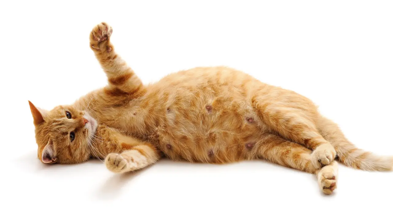 Wajib Tahu! Ini Tanda-Tanda Kucing Kamu Sedang di Masa Kehamilan - Hot ...