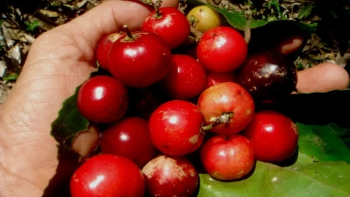 Berita Fakta Menarik tentang Buah Lobi-Lobi Hari Ini - Kabar Terbaru ...
