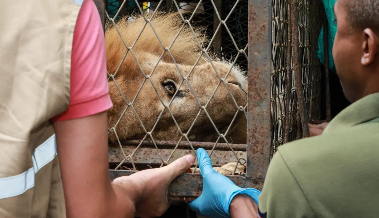 FOTO: Momen Penyelamatan Singa Tua di Kolombia - Foto Liputan6.com