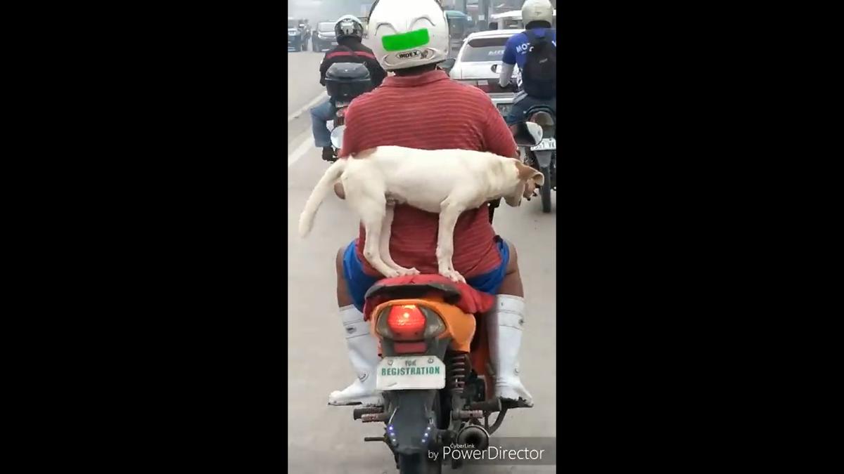Unjuk Kebolehan, Anjing Ini Bisa Seimbangkan Badan di Atas Motor ...