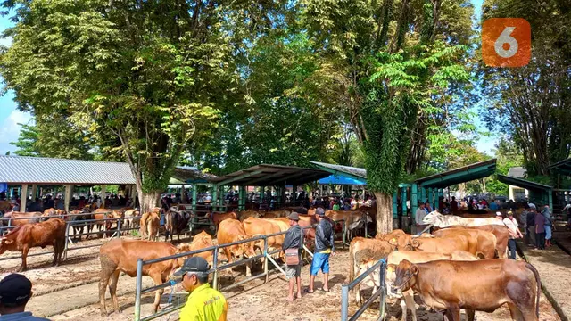 Permintaan Hewan Kurban di Kalsel Meningkat, Pemprov Minta Masyarakat ...
