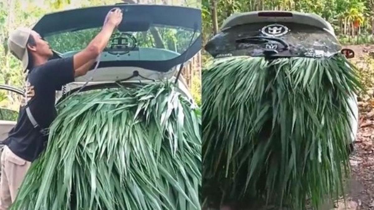 Tak Ada Mobil Bak Buat Angkut Rumput, Honda Brio pun Jadi - Otomotif ...