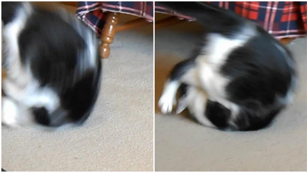 Aksi Keren Kucing Bisa Salto - Global Liputan6.com