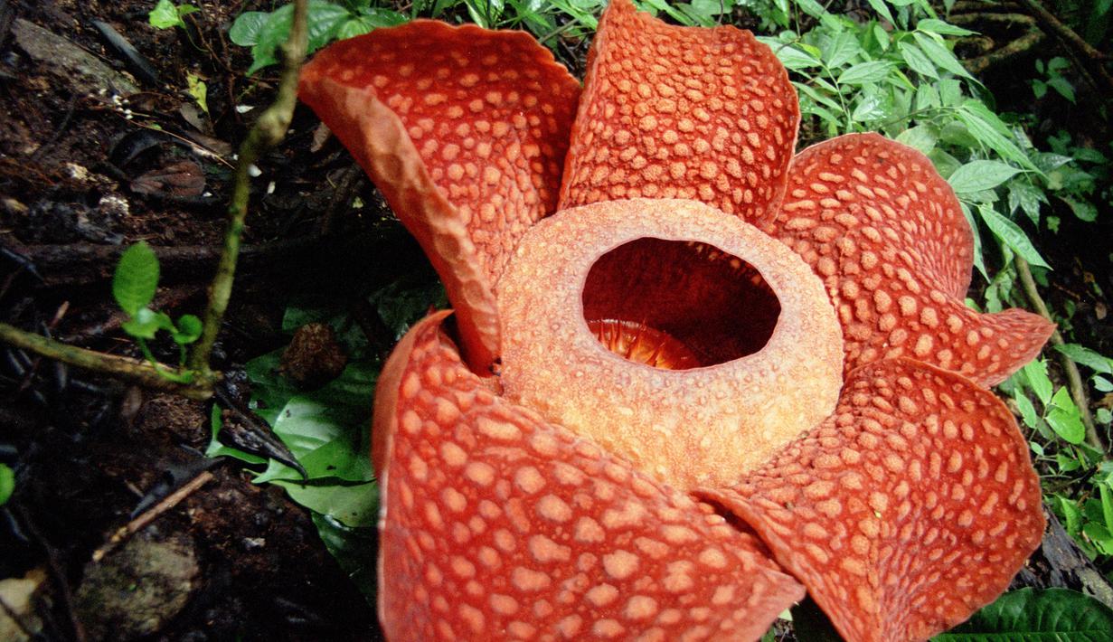 Tumbuhan-tumbuhan Unik di Dunia yang Bikin Kamu Terpesona - Page 1 ...